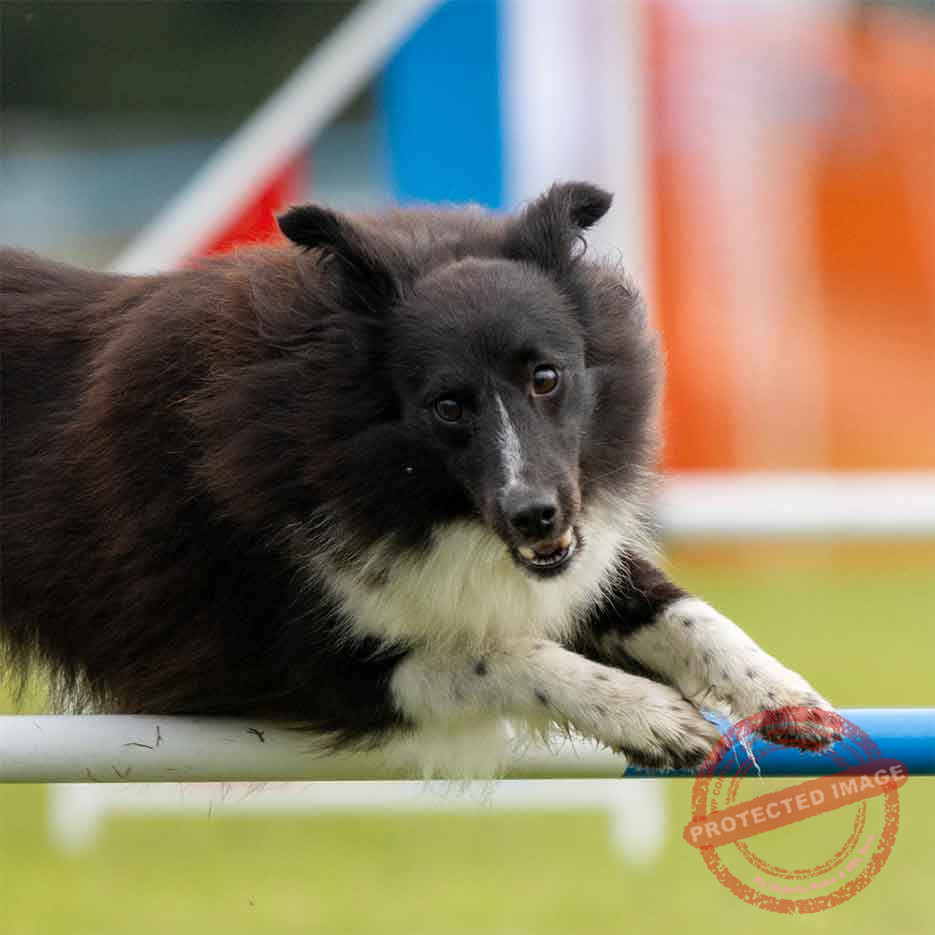 Teamet – dog-training.dk